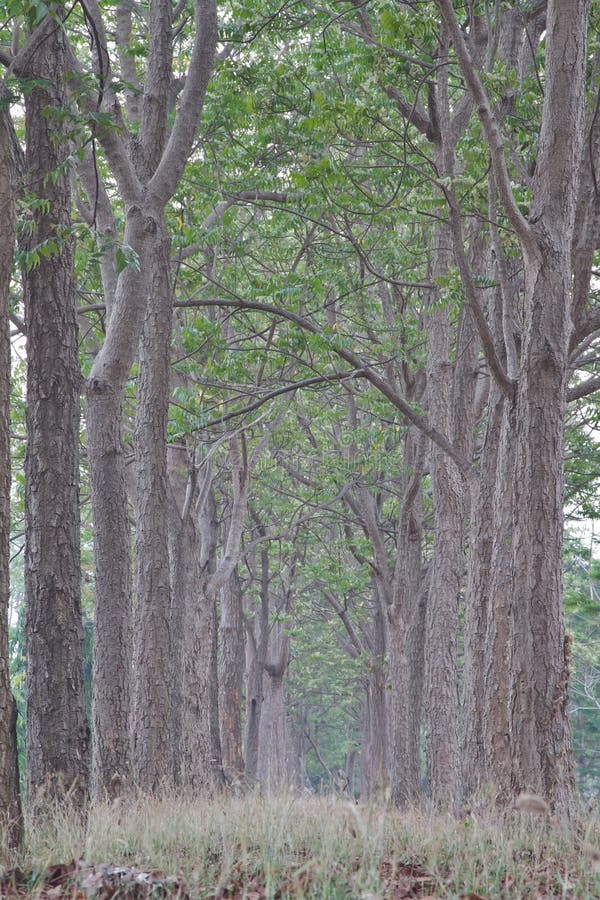 Neem plantation stock image. Image of morning, natural - 38244885