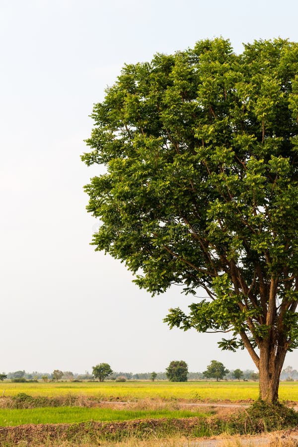 Neem on rice paddy. stock photo. Image of growth, jungle - 89859596