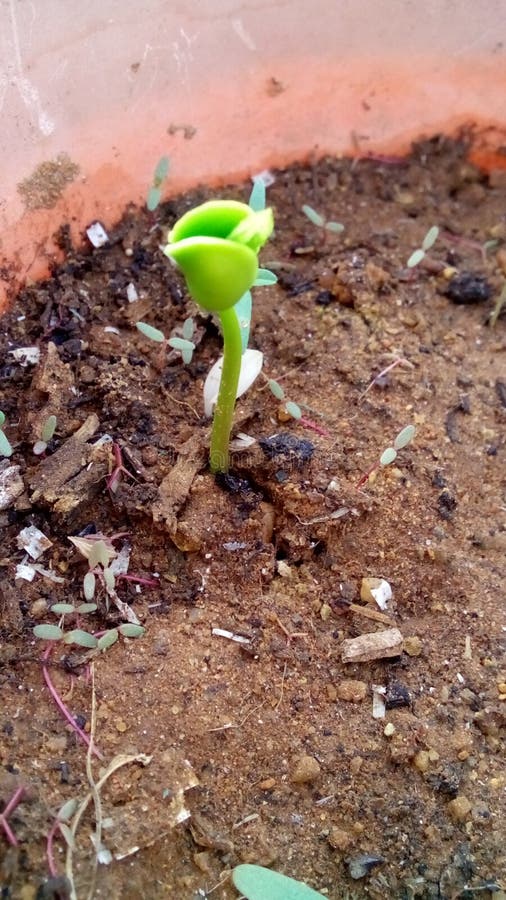 Growing Neem Plant in Small Pot Stock Photo - Image of used, neem ...