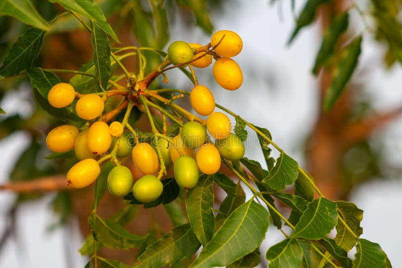 Neem seed stock photo. Image of agriculture, ayurveda - 245048832