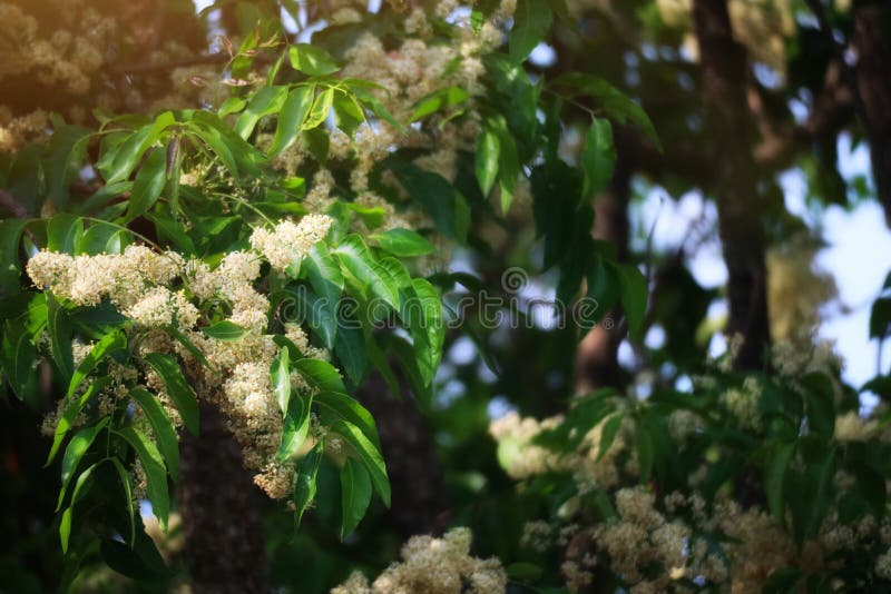 Neem Stamens Bloom on the Tree during the Spring Time Period. Stock ...