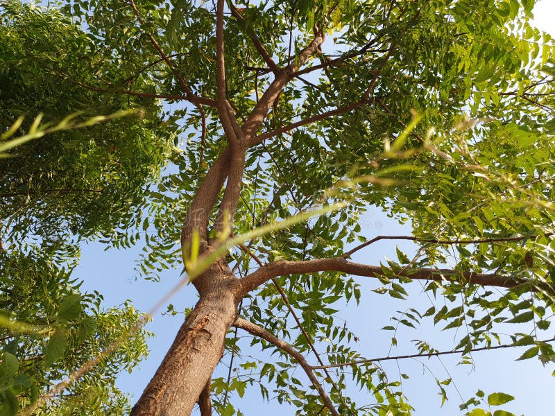 This is a Neem Tree with Beautiful Weather in Village of Ambegaon City ...