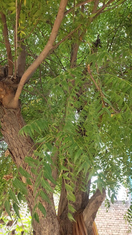 Neem Tree ðŸŒ² stock image. Image of medicinal, plant - 258853083