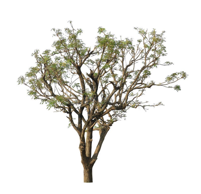 A Neem tree stock photo. Image of neem, road, standing - 122680838