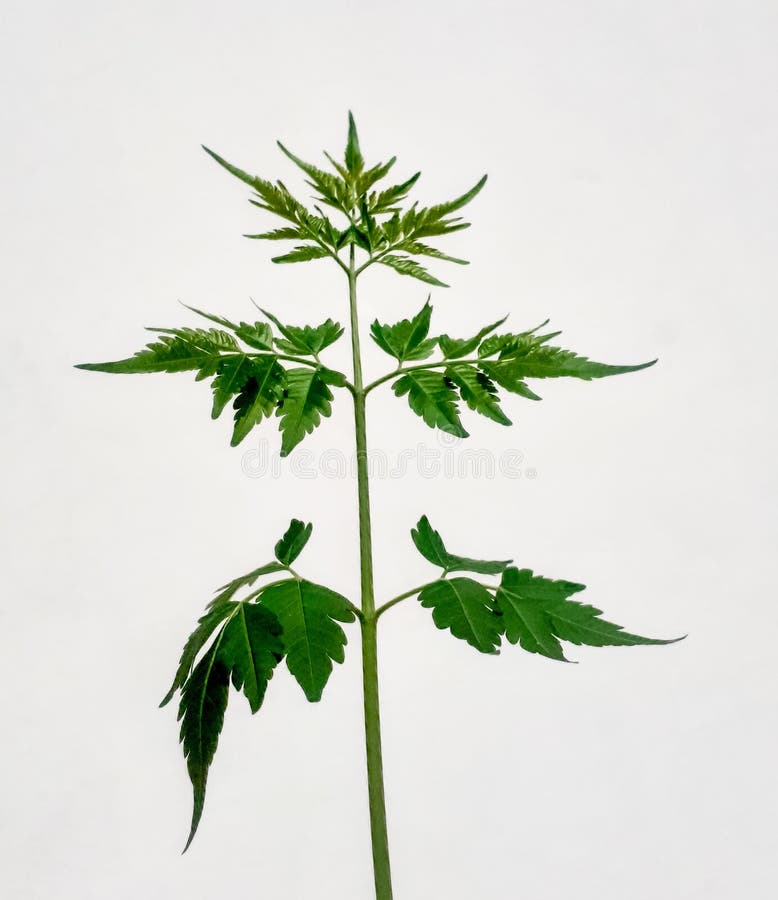 Neem Tree or Azadirachta Indica Branch Isolated on White Stock Image ...