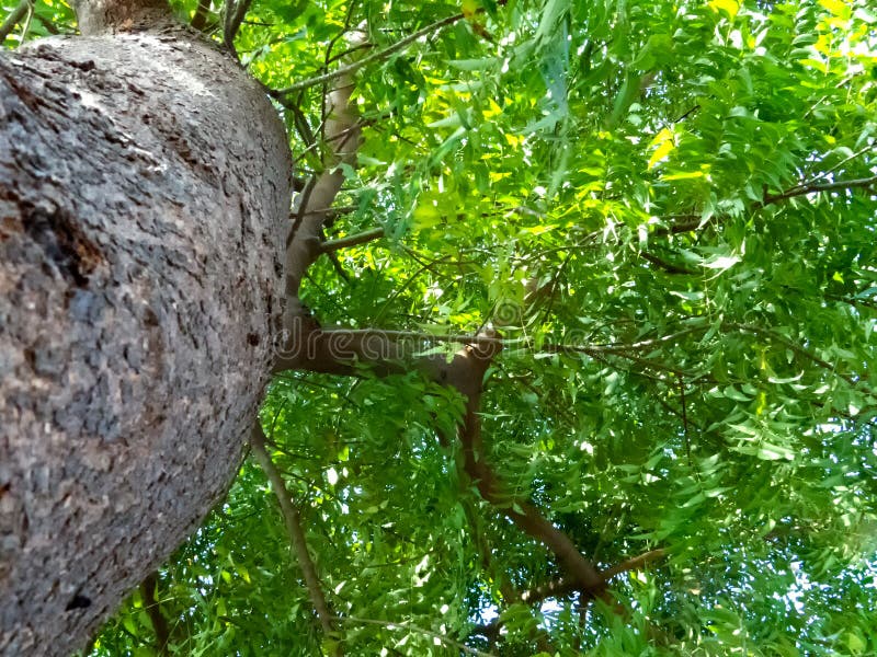 Ground Neem or King Bitter - Bin Kohomba Munronia Pinnata Stock Image ...
