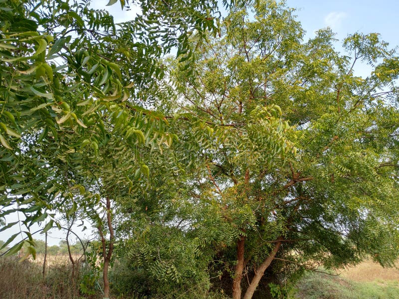 This is a neem tree, stock photo. Image of baclground - 169042686