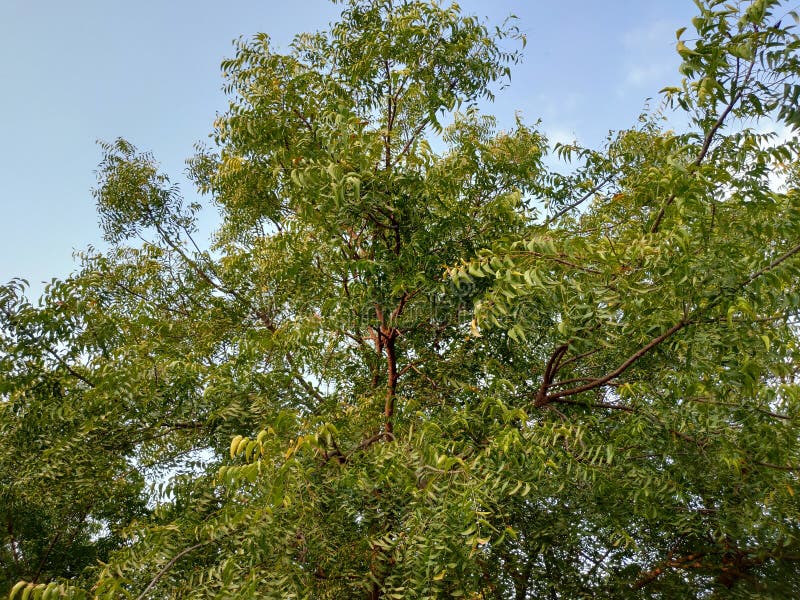 This is a neem tree, stock image. Image of maharashtra - 169042735