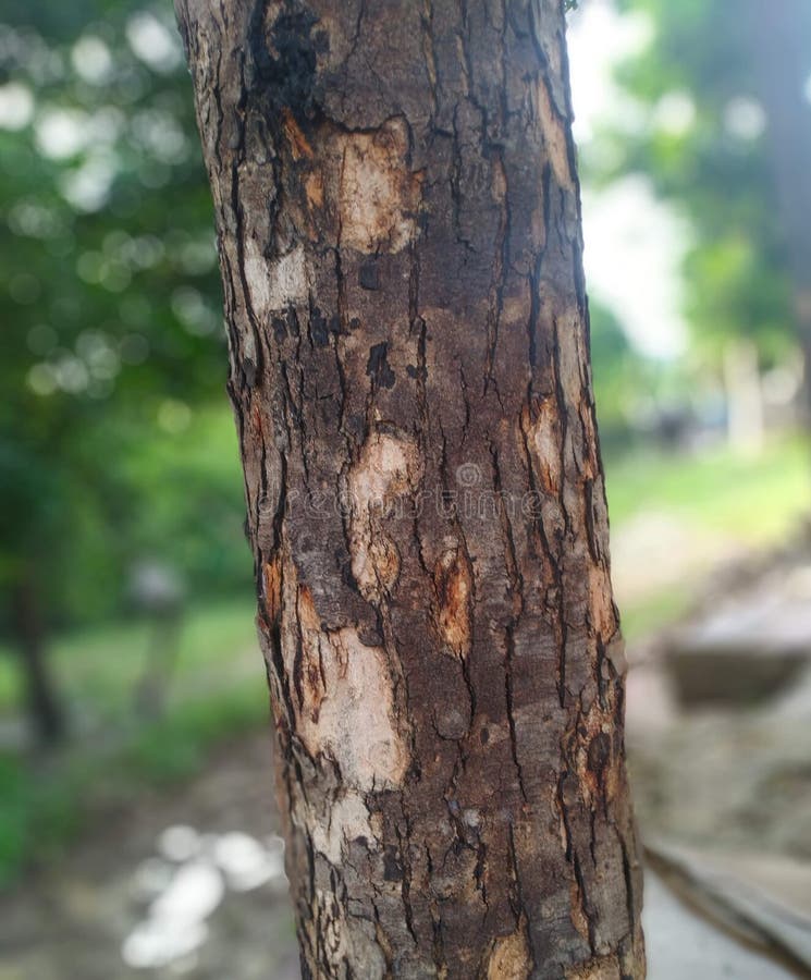 Neem tree wood stock photo. Image of leaf, garden, tree - 168052518