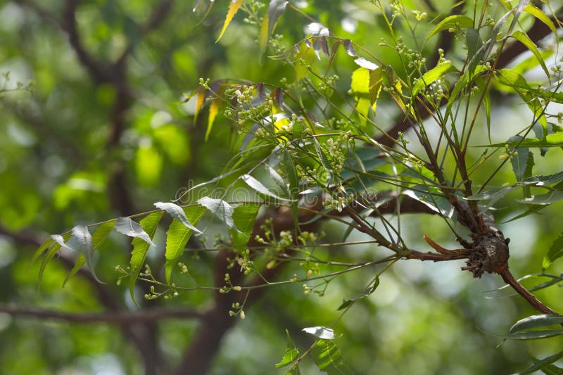 Neem Tree Branch with Flowers and Buds Stock Photo - Image of green ...