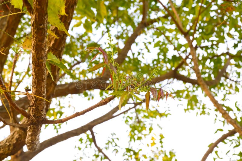 Neem stock photo. Image of backdrop, flower, ayurvedic - 68407212