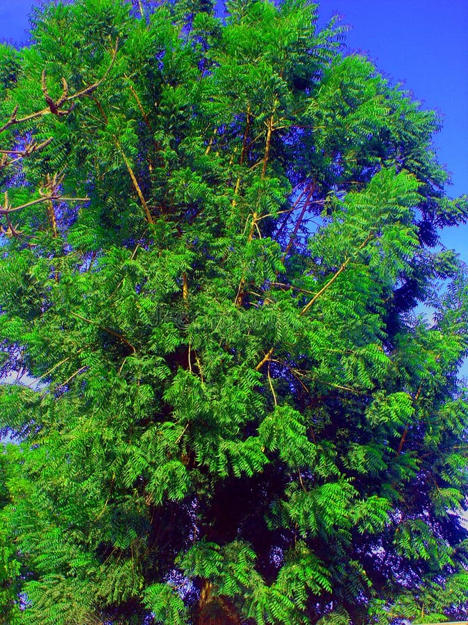 Neem Tree stock photo. Image of home, shelter, arewa - 46862942