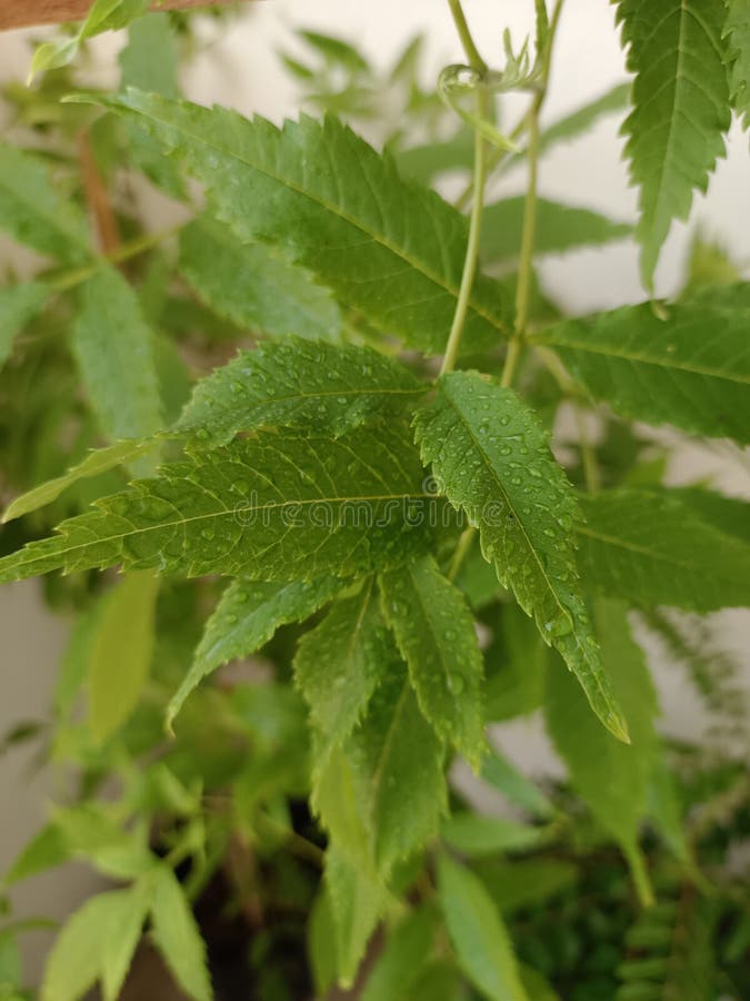 Neem Tree, Close Up View of Neem Tree Stock Image - Image of garden ...