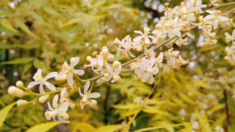 Neem tree flower and leaf. stock photo. Image of neen - 182125514