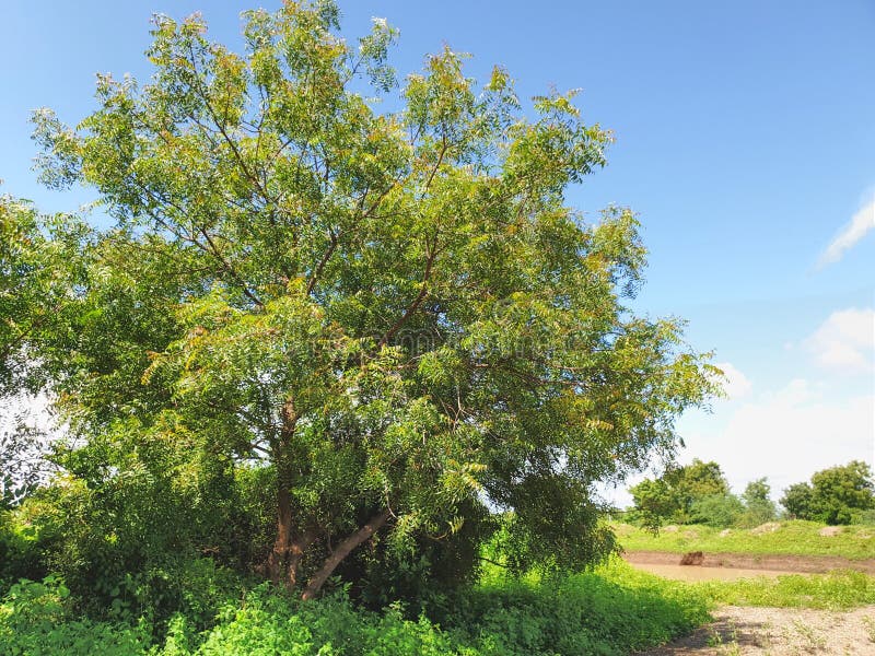 Neem tree in the forest stock photo. Image of grass - 191628060