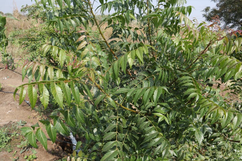 Neem tree in the forest stock photo. Image of branch - 211211622