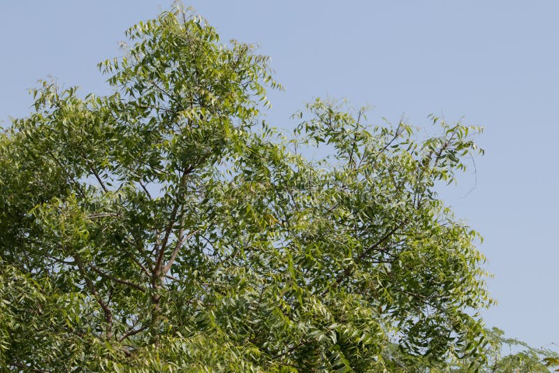 Neem tree in the forest stock image. Image of evergreen - 212460877