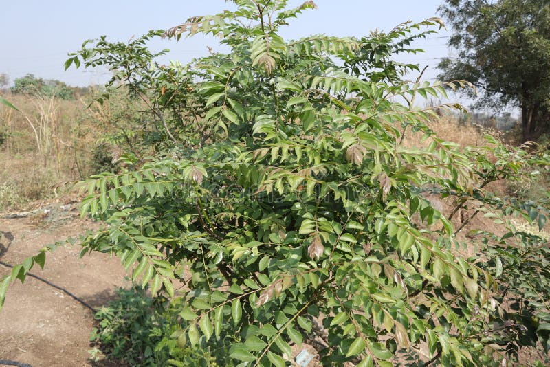 Neem tree in the forest stock image. Image of fruit - 211211591