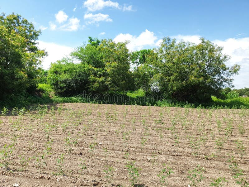 Neem Tree in Forest with Nice Weather Stock Image - Image of grass ...