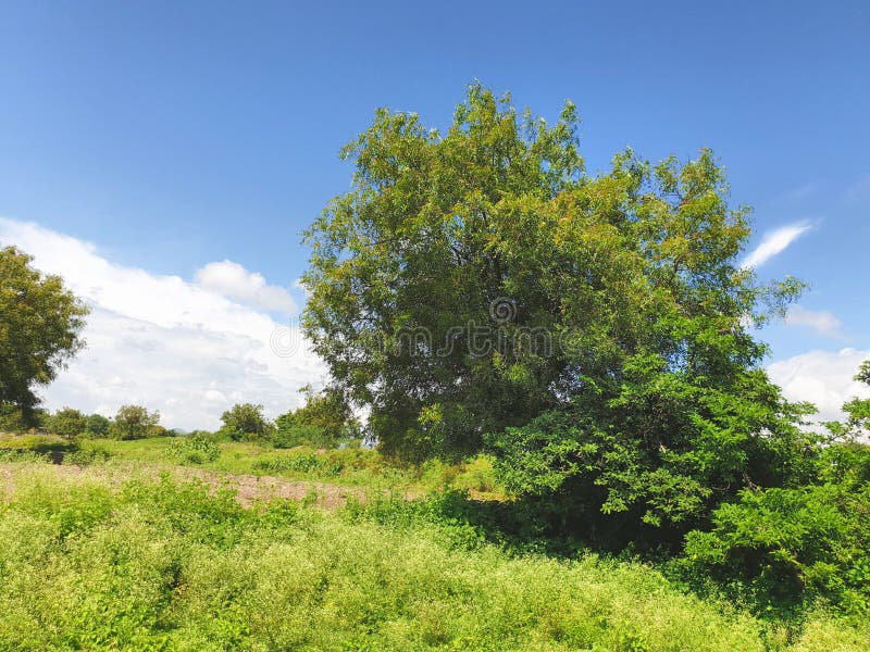 Neem Tree in Forest with Nice Weather Stock Photo - Image of meadow ...