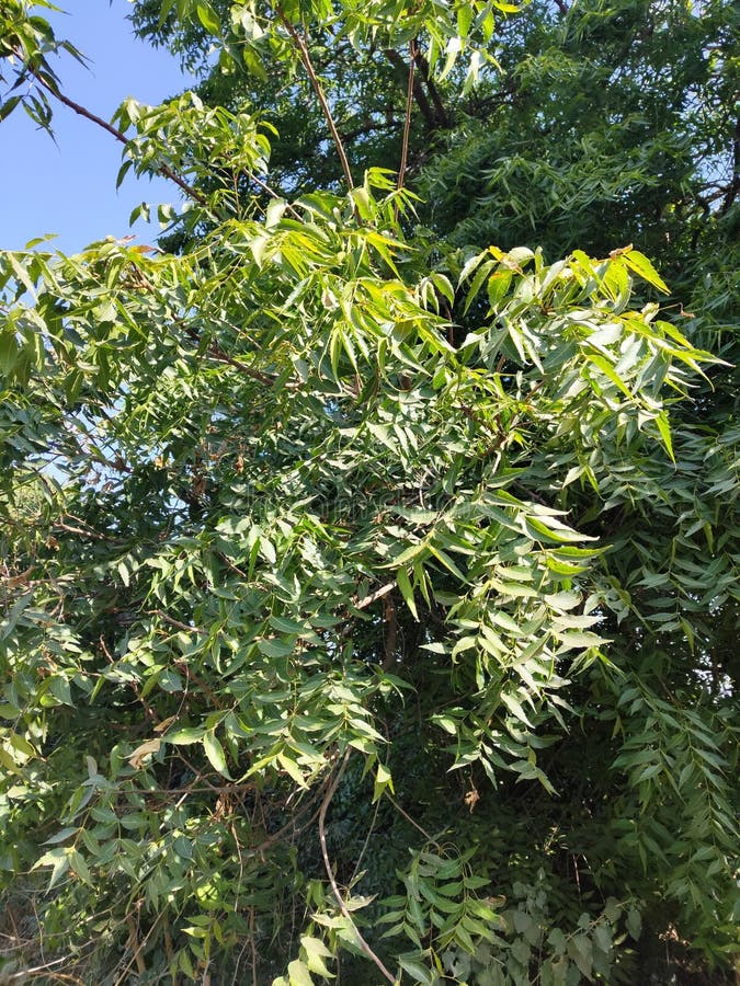 Neem tree with green leaf stock image. Image of vegetation - 270569899