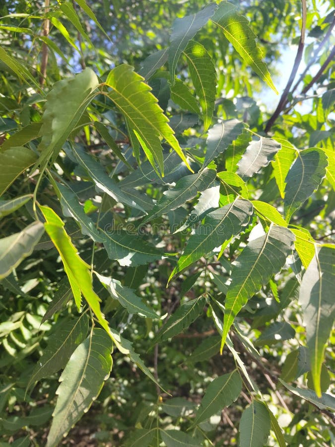 Neem tree with green leaf stock photo. Image of garden - 270569934