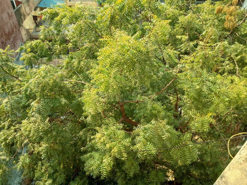 Neem tree stock photo. Image of neem, green, tree, nature - 259637656