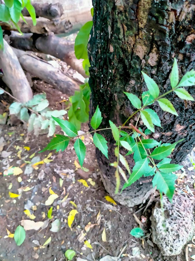 Neem tree is growing. stock image. Image of trunk, leaf - 224690697