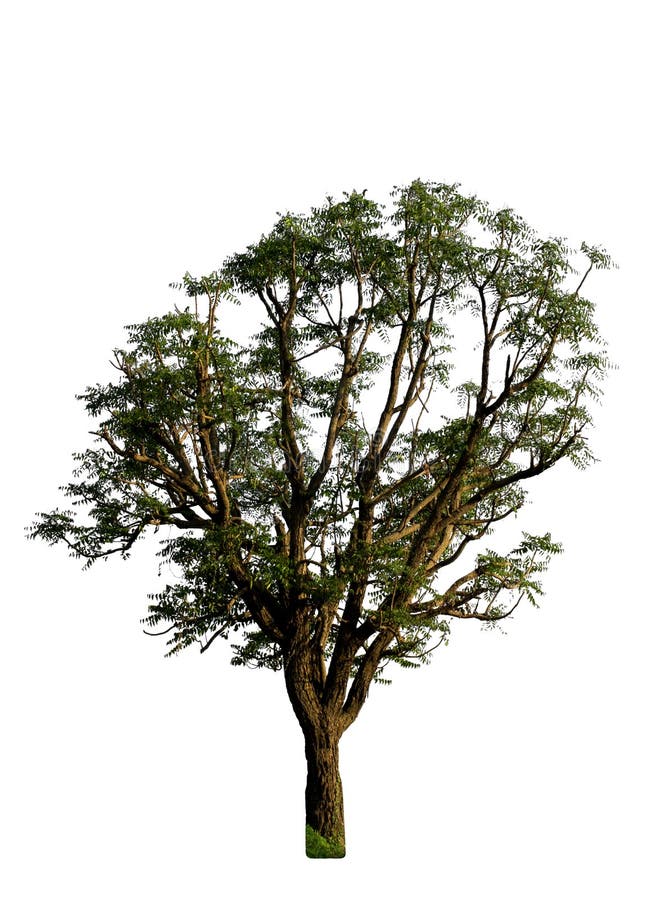 Neem Tree ,herb Plant, Isolated on White Background. Stock Image ...