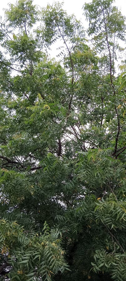 Neem tree images. stock image. Image of tree, blossom - 257521719