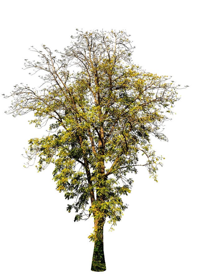 Neem Tree Isolated on White Background. Stock Image - Image of garden ...