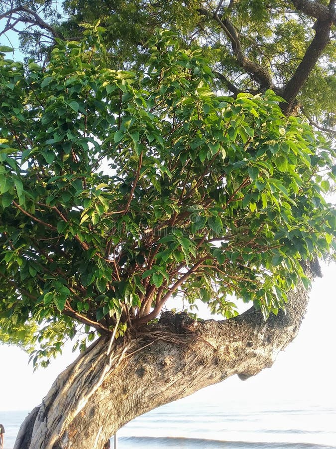 Neem Tree with a Large, Curved Trunk Supported by a Preh Tree. Stock ...
