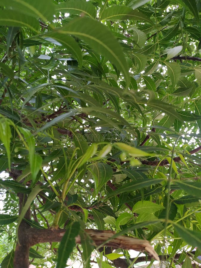 Neem Tree Leaf Stock Photos. Stock Image - Image of fresh, branch ...