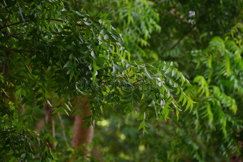 A Neem tree stock photo. Image of neem, road, standing - 122680838