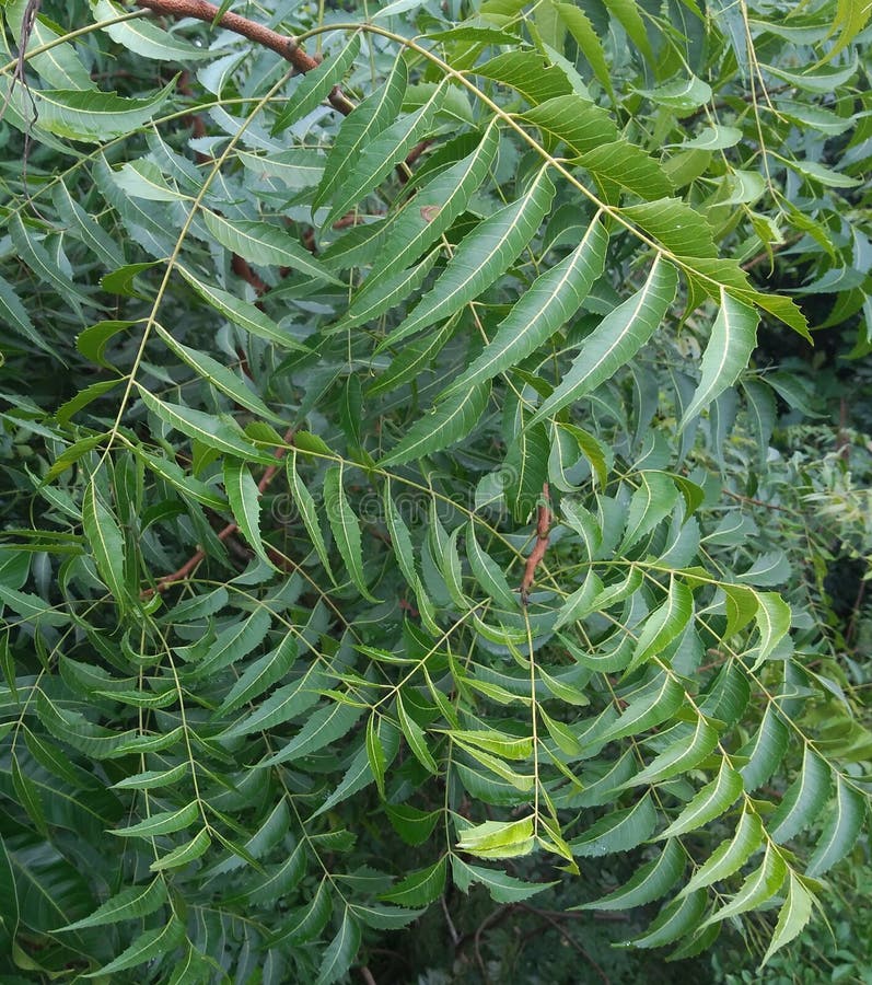 Neem Tree Leaves in Green Color Stock Image - Image of leaves, color ...