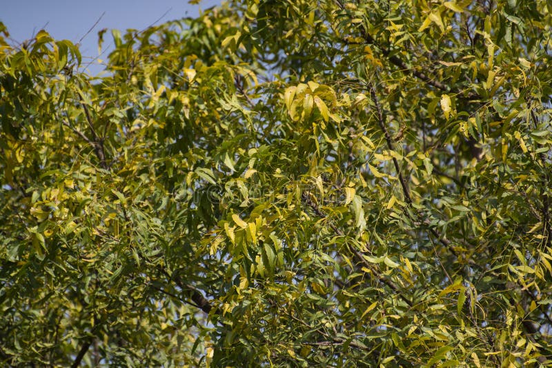 Neem Tree and Leaves in Green Yellow Color Stock Image - Image of color ...