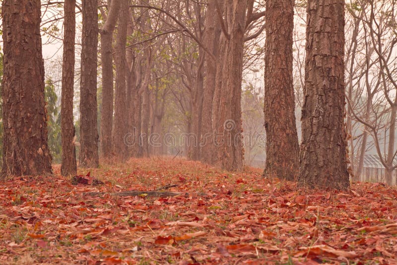 Neem Tree stock image. Image of natural, leaves, tropical - 37069067