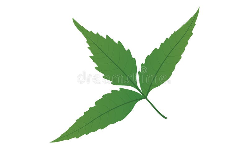 Neem Leafs Stock Illustrations – 4 Neem Leafs Stock Illustrations ...