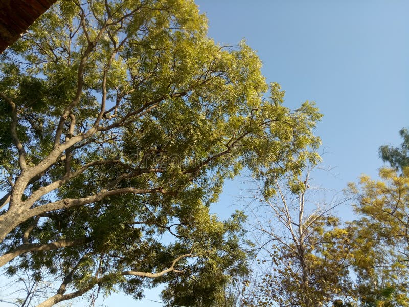 Long neem tree in India. stock photo. Image of green - 144060840