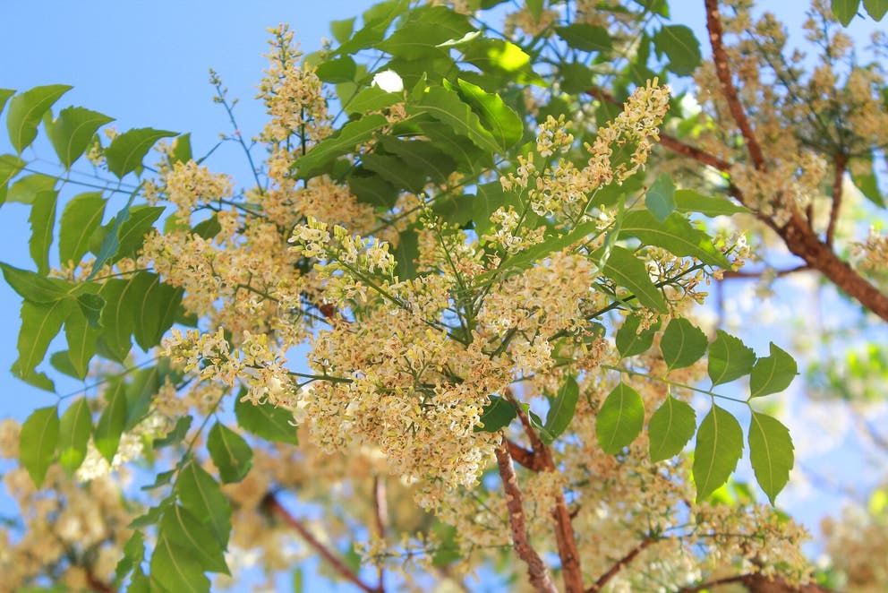 Neem tree, neem flower stock photo. Image of sulfur, herbs - 84642218