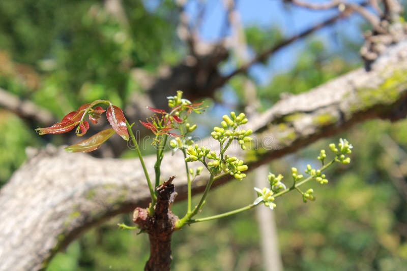 Neem tree, neem flower stock image. Image of indian, food - 84642261