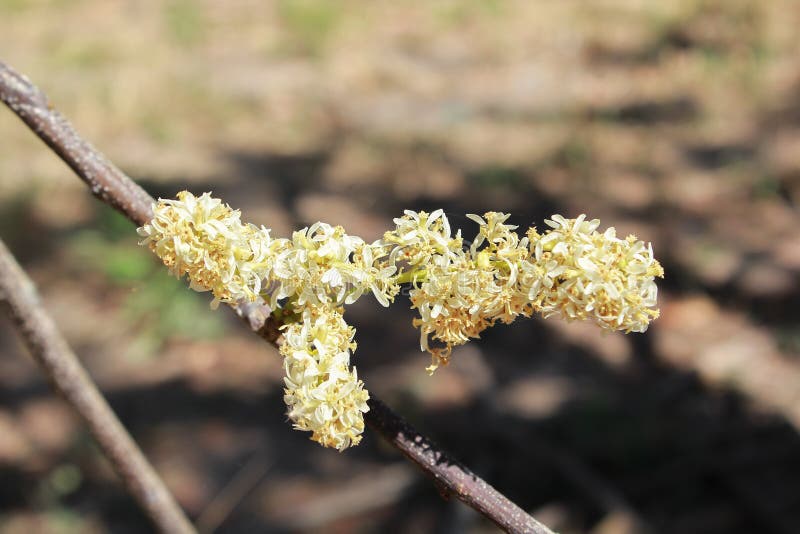 Neem tree, neem flower stock photo. Image of siamese - 84652020
