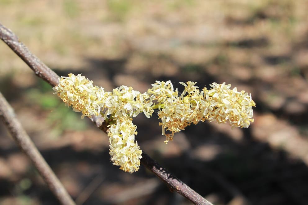 Neem tree, neem flower stock image. Image of herbs, quinine - 84646627