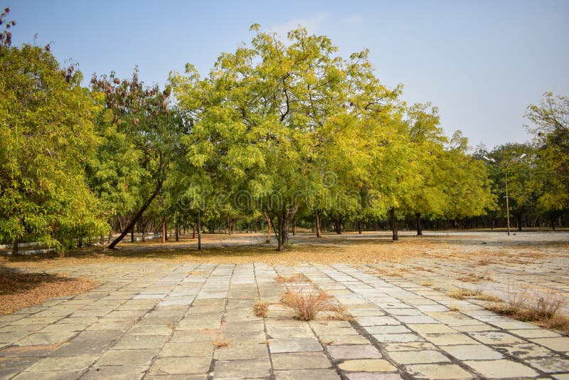 Neem Tree/neem Plant Background Landscape Stock Photograph Image Stock ... Neem Tree/neem Plant Background Landscape Stock Photograph Image Stock ...