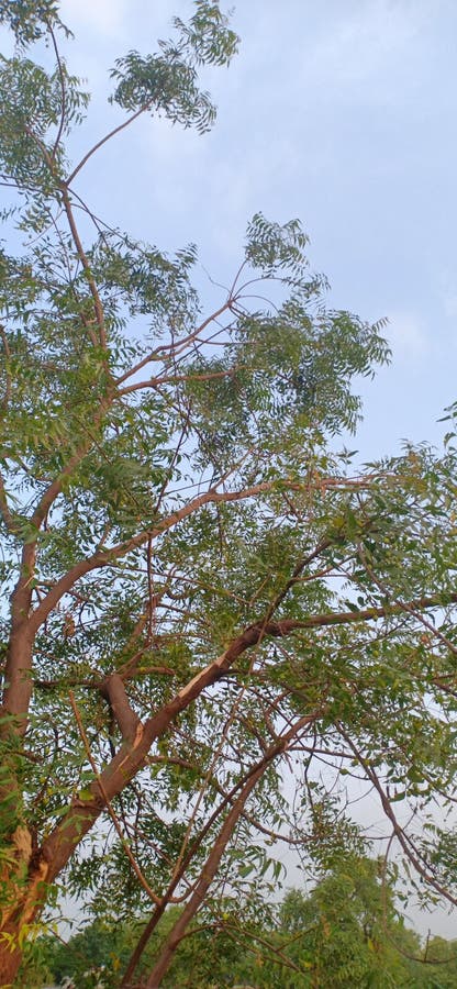 Neem tree on outside area stock image. Image of garden - 193351647