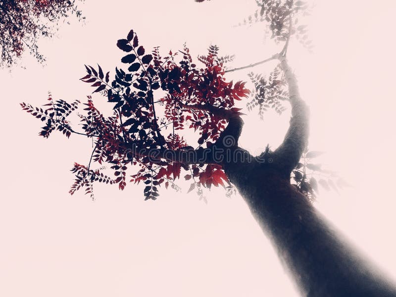 Neem tree in red leaves stock photo. Image of neem, view - 337009586