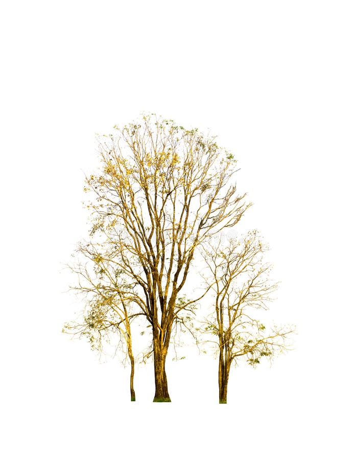 Neem Tree Growing Up on the Roadside in the Countryside of Thailand ...