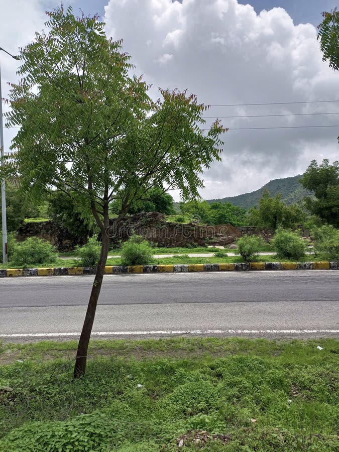 A Neem Tree on the Road in Spring Stock Image - Image of trees, neem ...