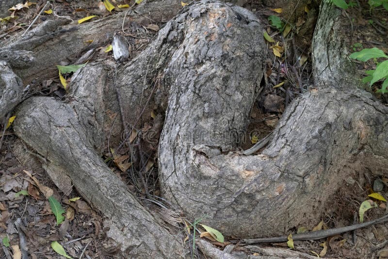 Neem Tree Root Looks on the Ground Stock Photo - Image of nature ...
