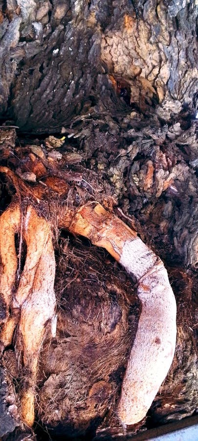 Neem Tree Roots for Preparing Medicine Stock Image - Image of cure ... Neem Tree Roots for Preparing Medicine Stock Image - Image of cure ...